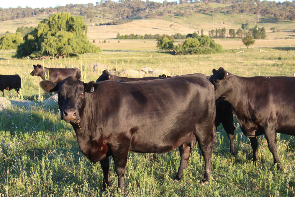 Quality – Three Beef Creek